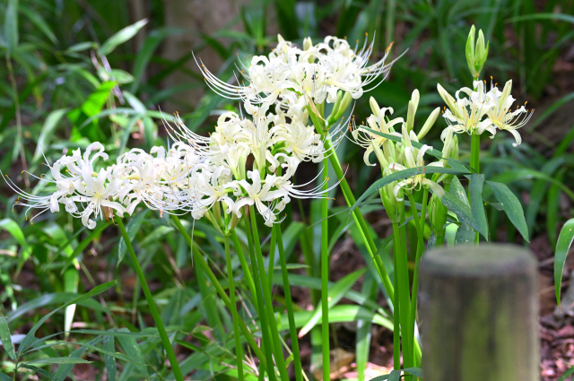 白に注目: macとCameraの言いたい放題（改）